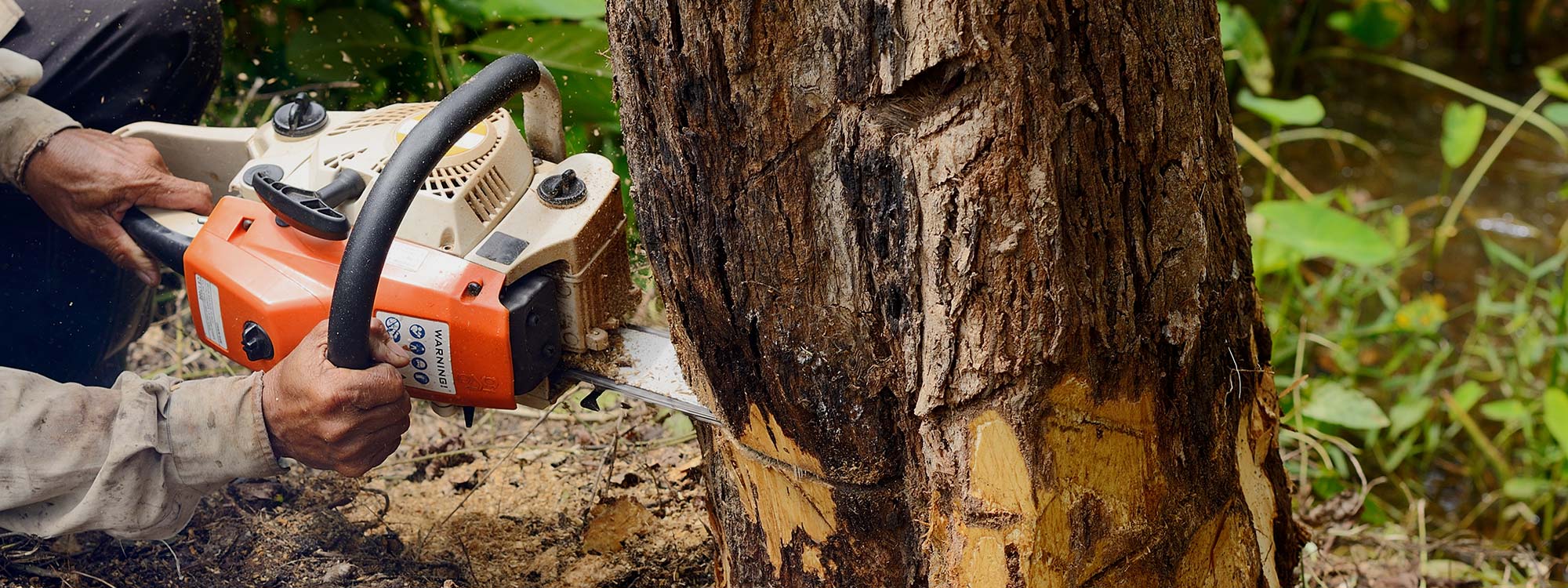 Tree Removal | 602-507-9494 | Palm, Cactus and Tree Removal