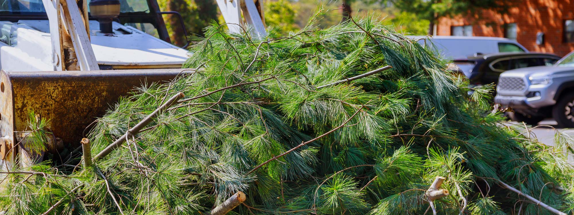 Tree Removal | 602-507-9494 | Palm, Cactus and Tree Removal
