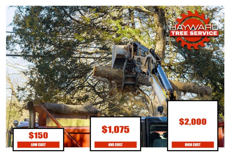 Tree Removal Cost 2023 | Hayward Tree Service AZ
