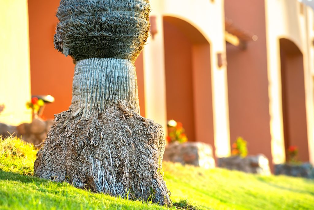 How Deep Are Palm Tree Roots? - Hayward Tree Service AZ