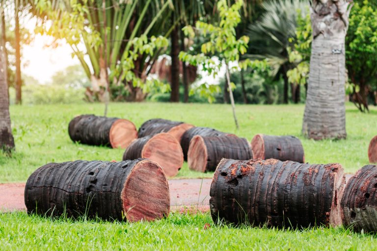 Palm Tree Trunk Damage Guide - Hayward Tree Service AZ