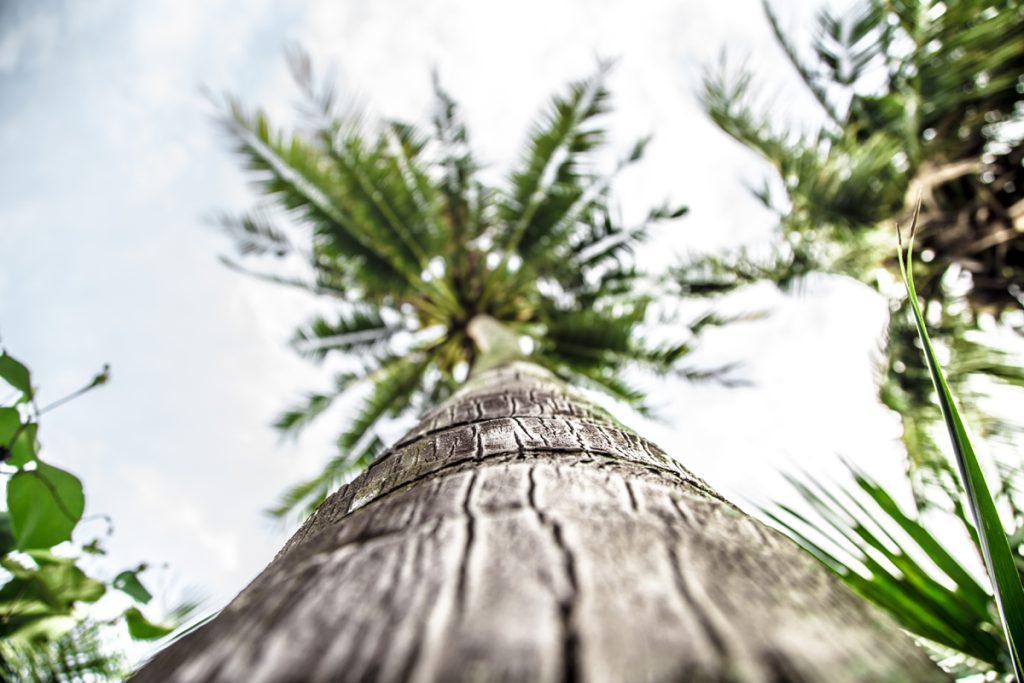 How To Trim A Palm Tree Trunk | Hayward Tree Service